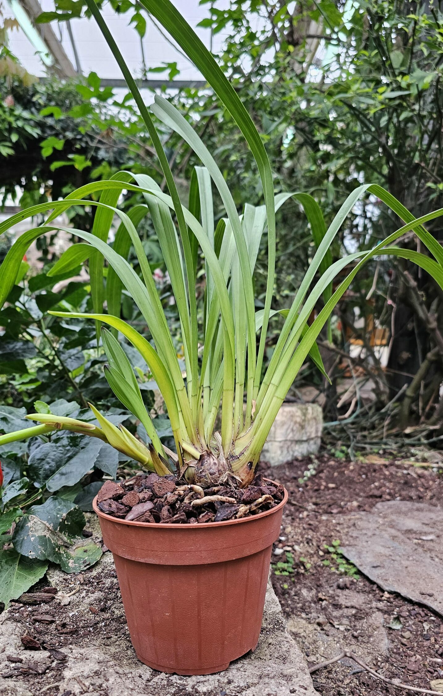 Cymbidium Kiwi Midnight 'Geyserland' - L'Orchidium
